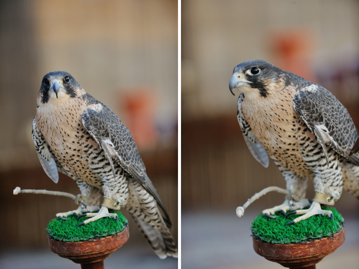 6 Amazing Things To Do On Your Free Stopover in Doha, Qatar